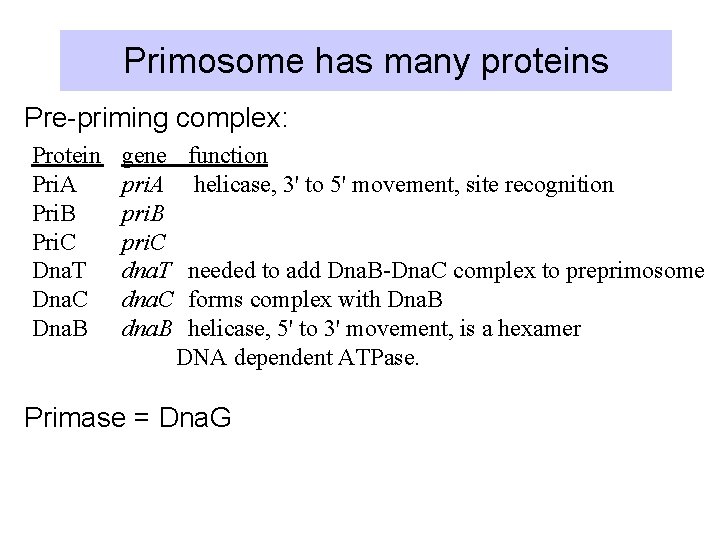 DNA polymerase III Enzyme used during replication Multisubunit