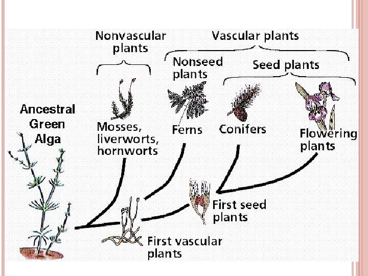 PLANTAS VASCULARES INFERIORES Grupo 321 262 000 especies