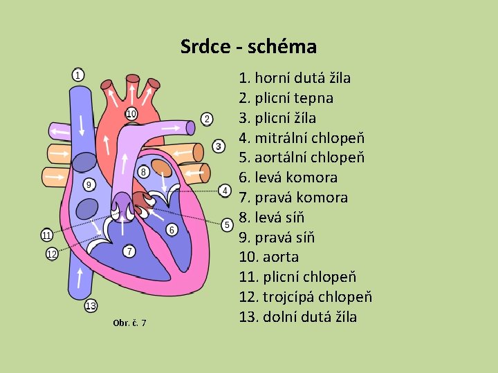 Biologie lovka Obhov soustava Autor Mgr et Mgr