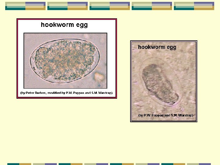 Hookworms Ancylostoma spp and Necator spp Human hookworm