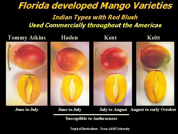 Mango Family Genus Species Anacardiaceae Mangifera indica Readings