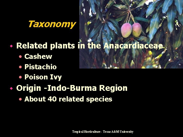 Mango Family Genus Species Anacardiaceae Mangifera indica Readings