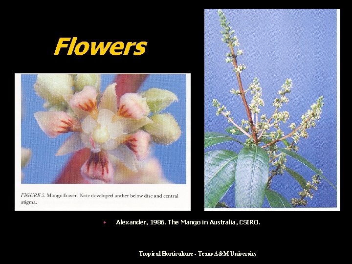 Mango Family Genus Species Anacardiaceae Mangifera indica Readings