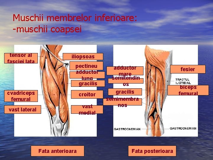 Sistemul muscular Prof STAN CRISTINA IULIANA Structura muchiului