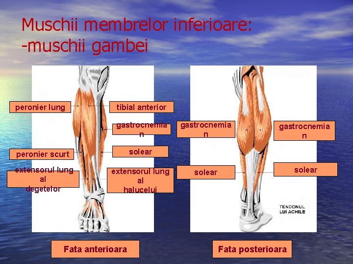 Sistemul muscular Prof STAN CRISTINA IULIANA Structura muchiului