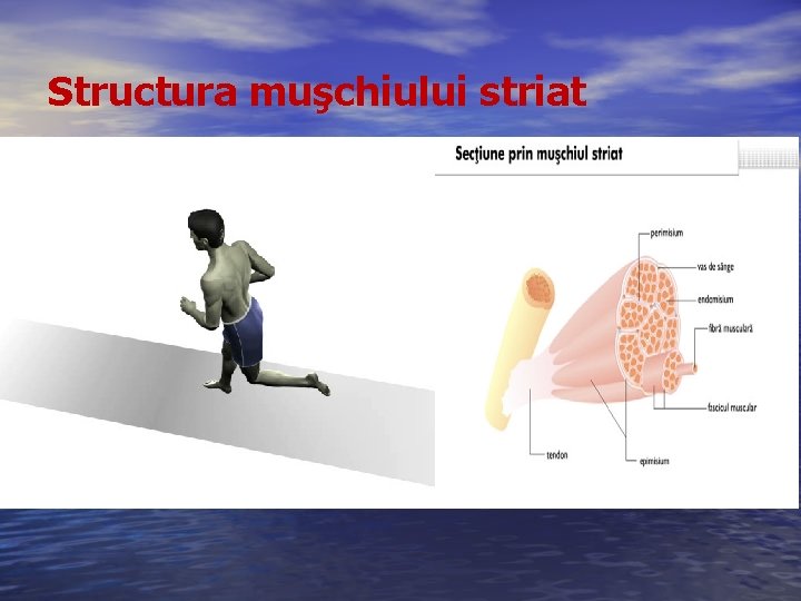 Sistemul muscular Prof STAN CRISTINA IULIANA Structura muchiului