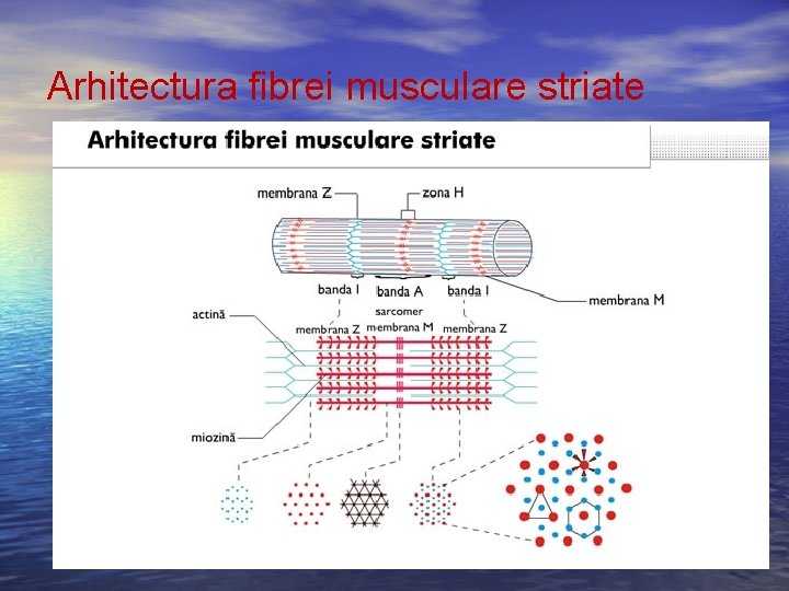 Sistemul muscular Prof STAN CRISTINA IULIANA Structura muchiului