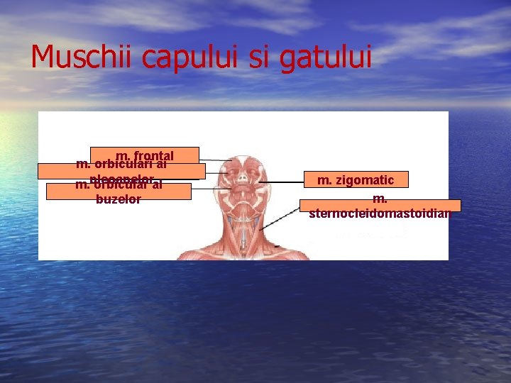Sistemul muscular Prof STAN CRISTINA IULIANA Structura muchiului