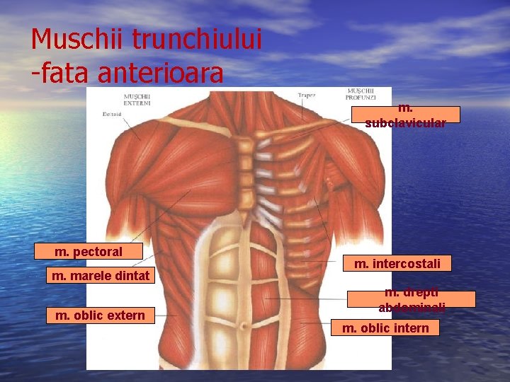Sistemul muscular Prof STAN CRISTINA IULIANA Structura muchiului