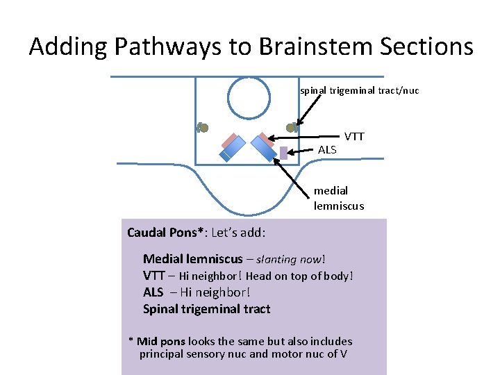 How to Draw Brainstem Sections Use the arrow