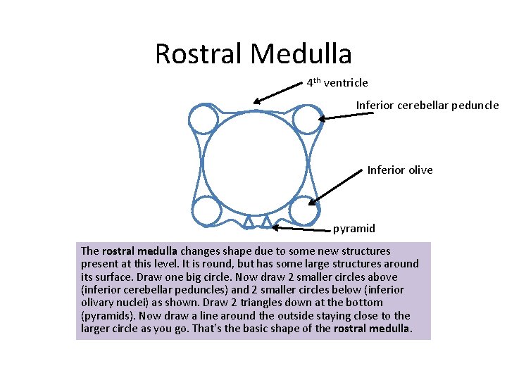 How to Draw Brainstem Sections Use the arrow