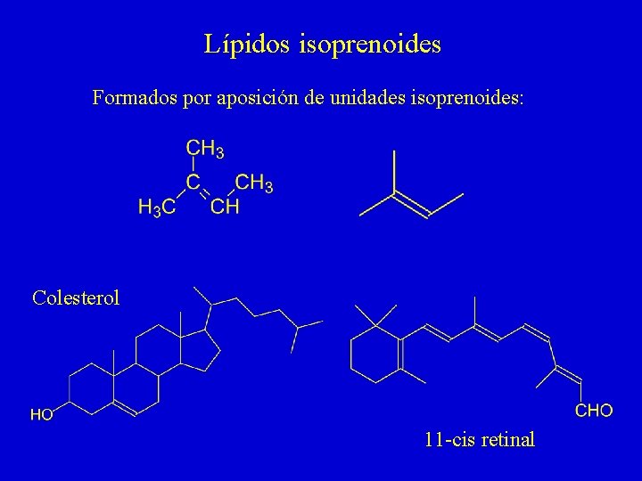 11 Lpidos isoprenoides Lpidos isoprenoides Formados por aposicin