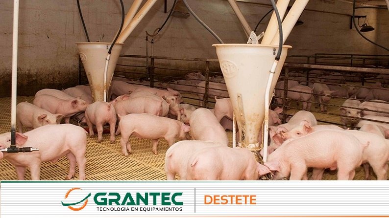 Instalaciones para la crianza intensiva de cerdos Dr