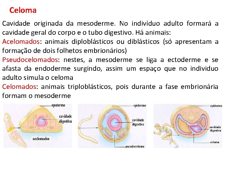 SIMETRIA diviso imaginria do corpo de um animal