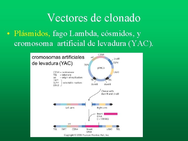 Tema 5 Plsmidos Su existencia en la Naturaleza