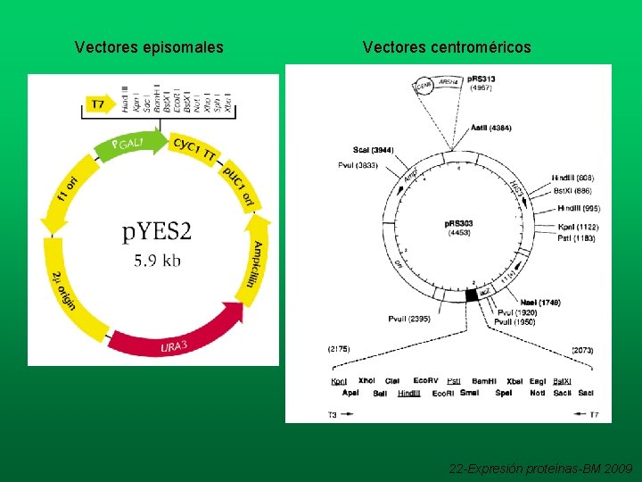 Tema 5 Plsmidos Su existencia en la Naturaleza