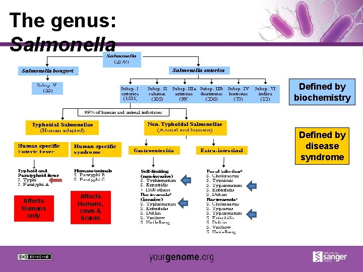 Build a bug activity Introduction to Salmonella What