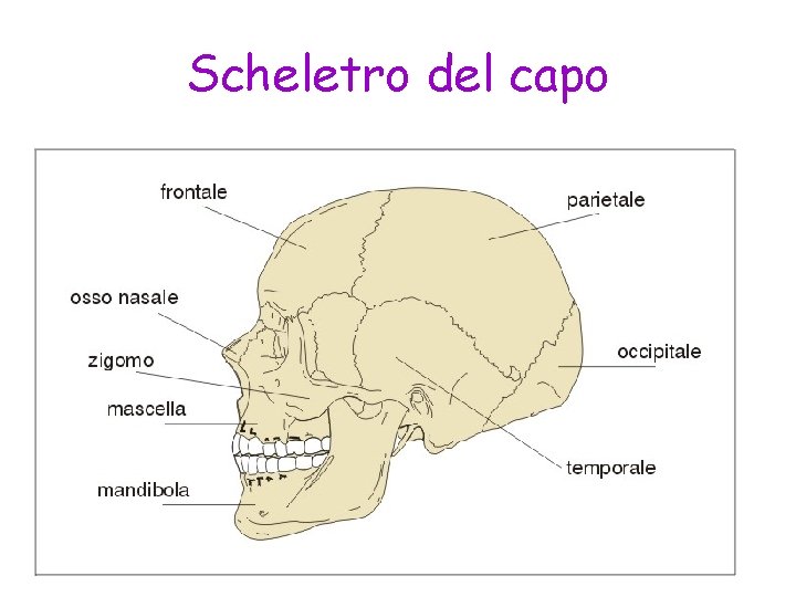 Sistema scheletrico Apparato locomotore Sistema scheletrico e sistema