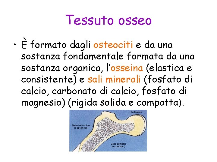 Sistema scheletrico Apparato locomotore Sistema scheletrico e sistema