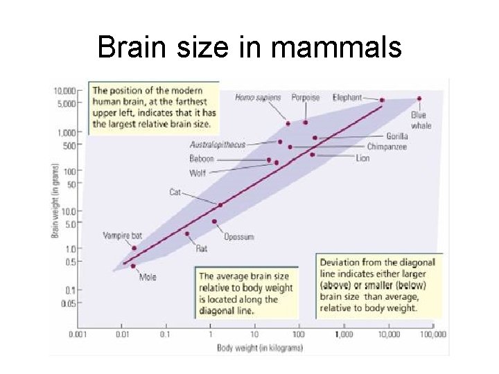 Evolution and the Brain Jana Vukovic Human Neurobiology