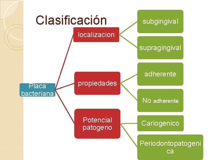 PLACA BACTERIANA ANDREA RAMIREZ ODONTOLOGIA TERCER SEMESTRE Pelcula