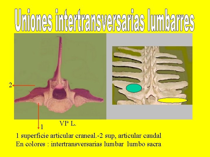 COLUMNA VERTEBRAL UNIONES DEL TRONCO UNIONES DEL TORAX