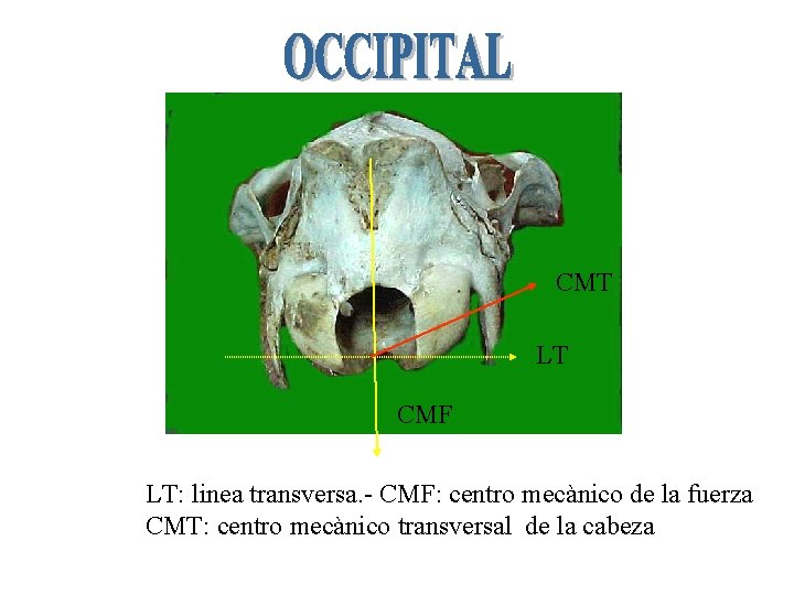 COLUMNA VERTEBRAL UNIONES DEL TRONCO UNIONES DEL TORAX