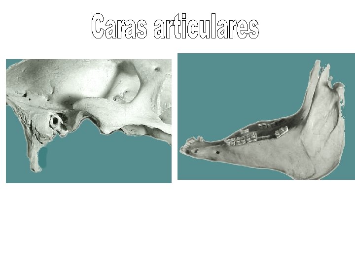 COLUMNA VERTEBRAL UNIONES DEL TRONCO UNIONES DEL TORAX