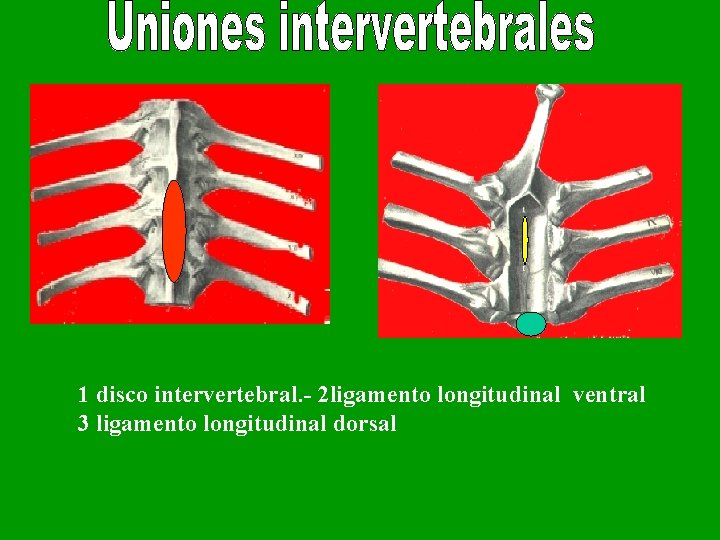 COLUMNA VERTEBRAL UNIONES DEL TRONCO UNIONES DEL TORAX