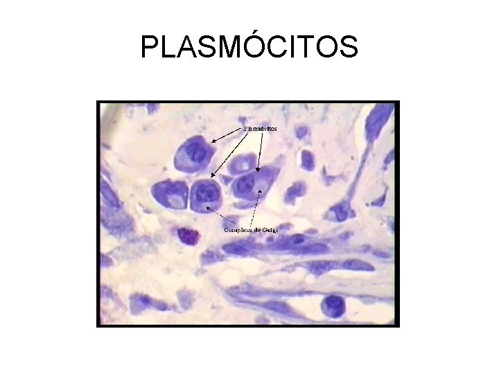 TECIDO CONJUNTIVO Propriamente dito Propriedades especiais De suporte