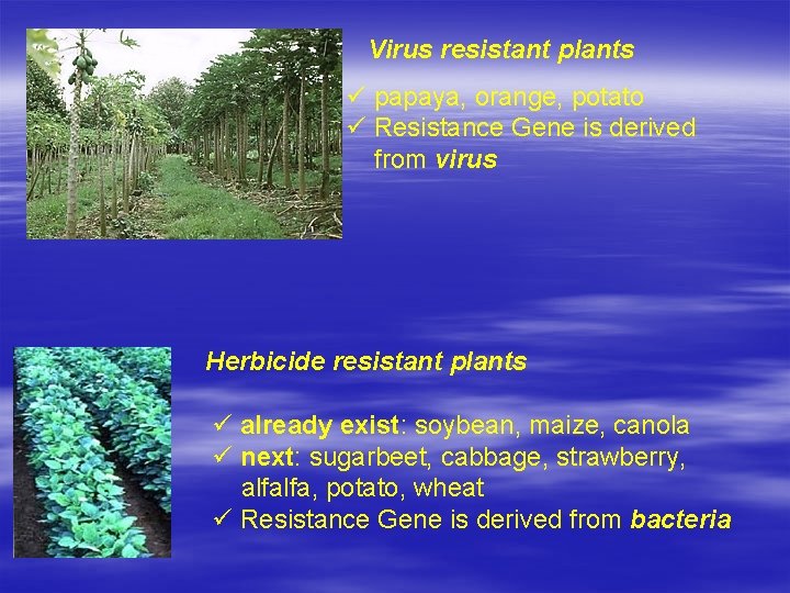 PLANT BIOTECHNOLOGY Dr Ir Andy Soegianto CESA What