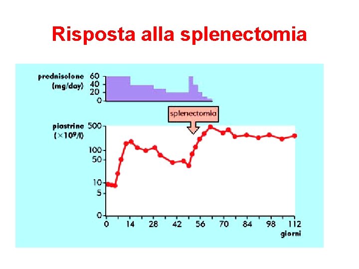 Disordini delle Piastrine Trombocitopenia Porpora Trombotica ...