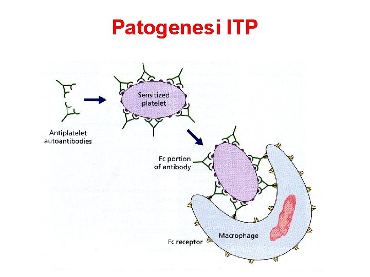 Disordini delle Piastrine Trombocitopenia Porpora Trombotica ...