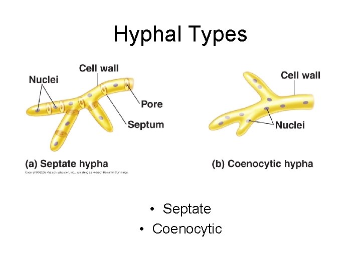 Introduction to Fungi Evolution Characteristics and Life Cycle