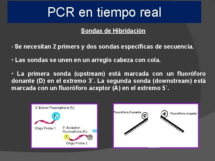 PCR en Tiempo Real Repasemos Reaccin en Cadena