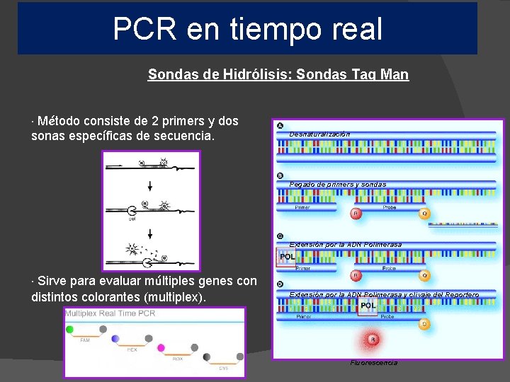 PCR en Tiempo Real Repasemos Reaccin en Cadena