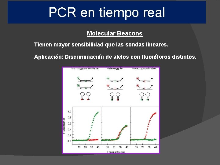 PCR en Tiempo Real Repasemos Reaccin en Cadena