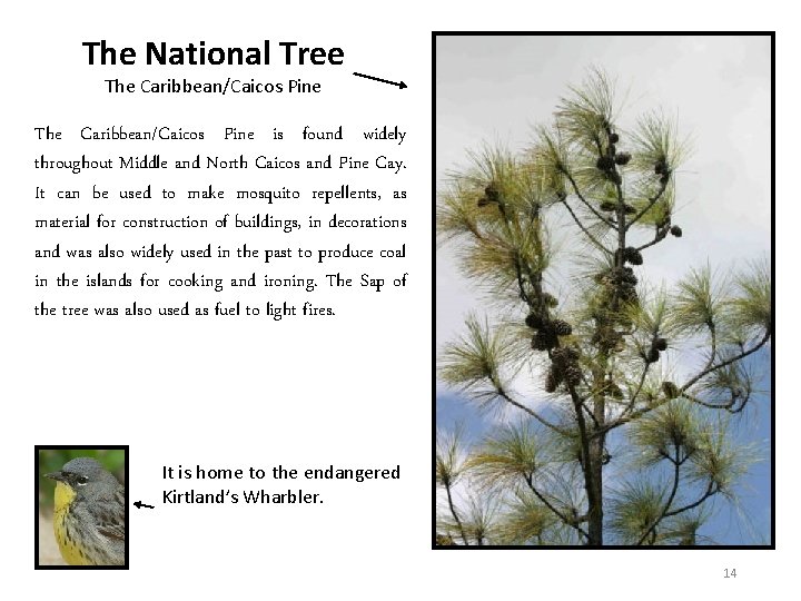 The National Colours of the Turks and Caicos