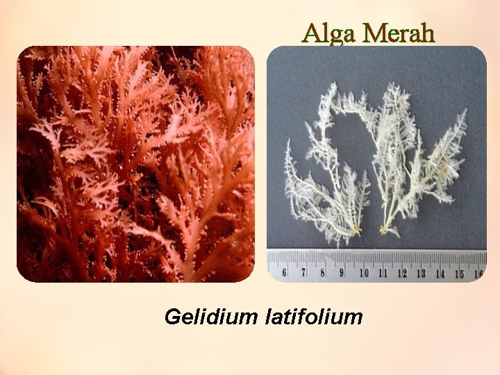Ragam Flora Algae dan Tumbuhan Yustina Rena Oktaviana