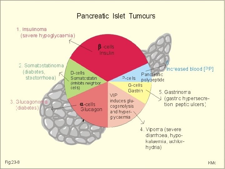 ESTUDIO DE LA FUNCION DEL PANCREAS EXOCRINO Funciones