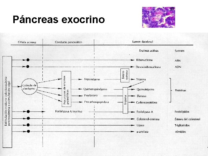 ESTUDIO DE LA FUNCION DEL PANCREAS EXOCRINO Funciones
