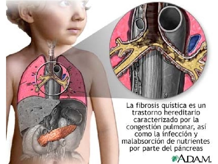 ESTUDIO DE LA FUNCION DEL PANCREAS EXOCRINO Funciones