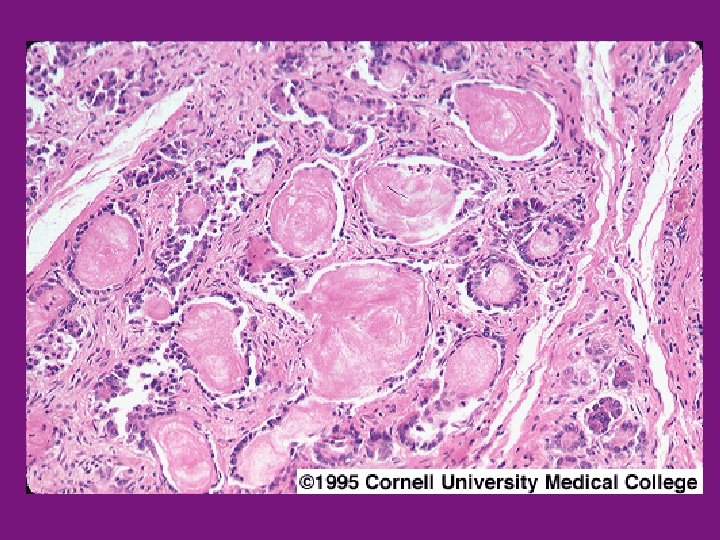 ESTUDIO DE LA FUNCION DEL PANCREAS EXOCRINO Funciones