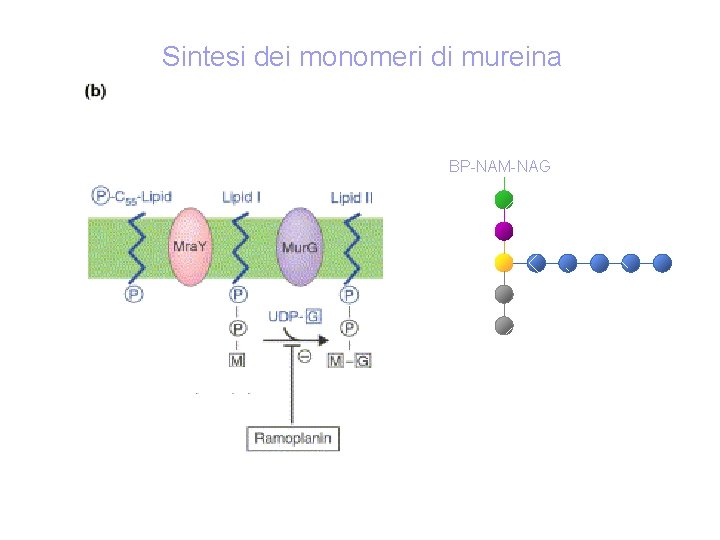 STRUTTURA DELLA PARETE DEI BATTERI SINTESI DELLA PARETE