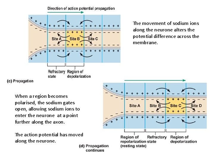 Transmission of Action Potentials Miss Tagore Year 13