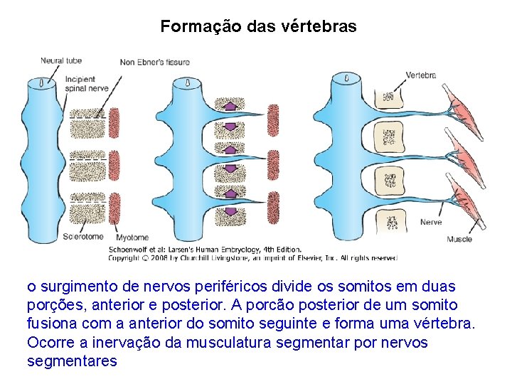 Embriologia Humana neurulao o neuroectoderme forma o sistema