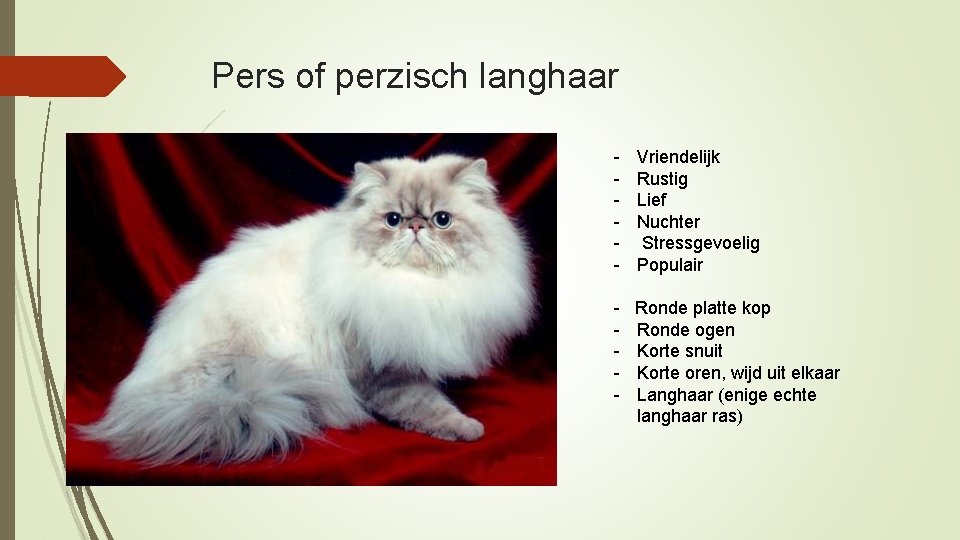Kattenrassen Pers of perzisch langhaar Vriendelijk Rustig Lief