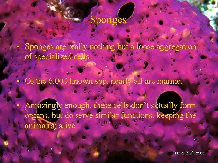 Chapter 7 Marine Animals sans Backbone Where are