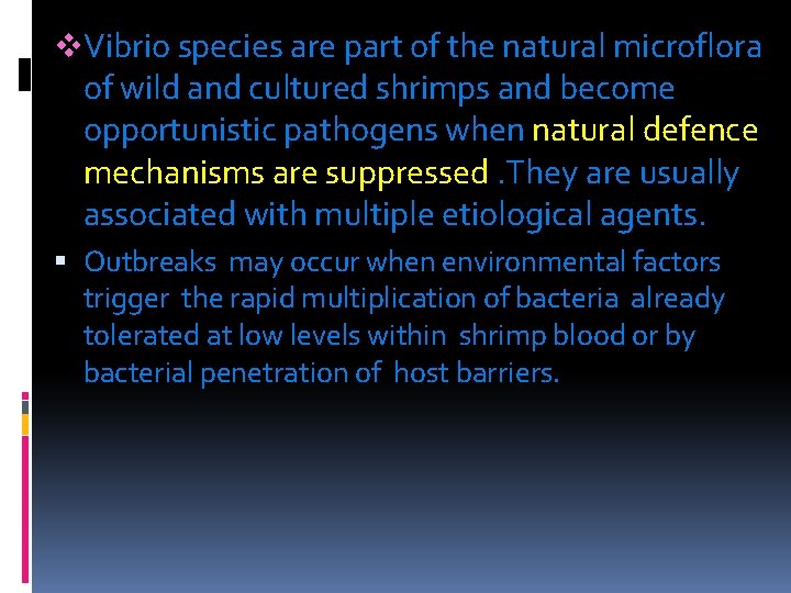 Vibriosis in shrimp hatchery VIBRIOSIS IS ONE OF