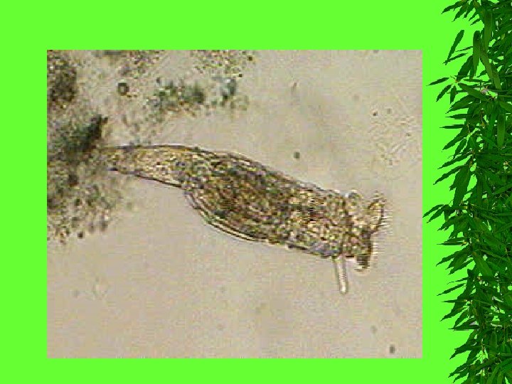 Filo Rotifera Rotferos Caractersticas Gerais Simetria bilateral Corpo
